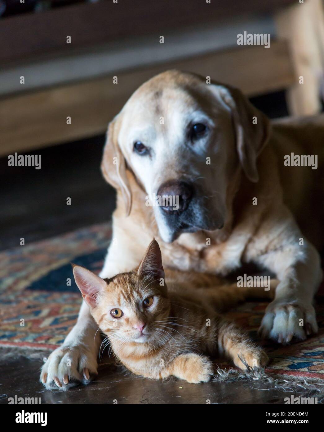 Old buddies hi-res stock photography and images - Alamy