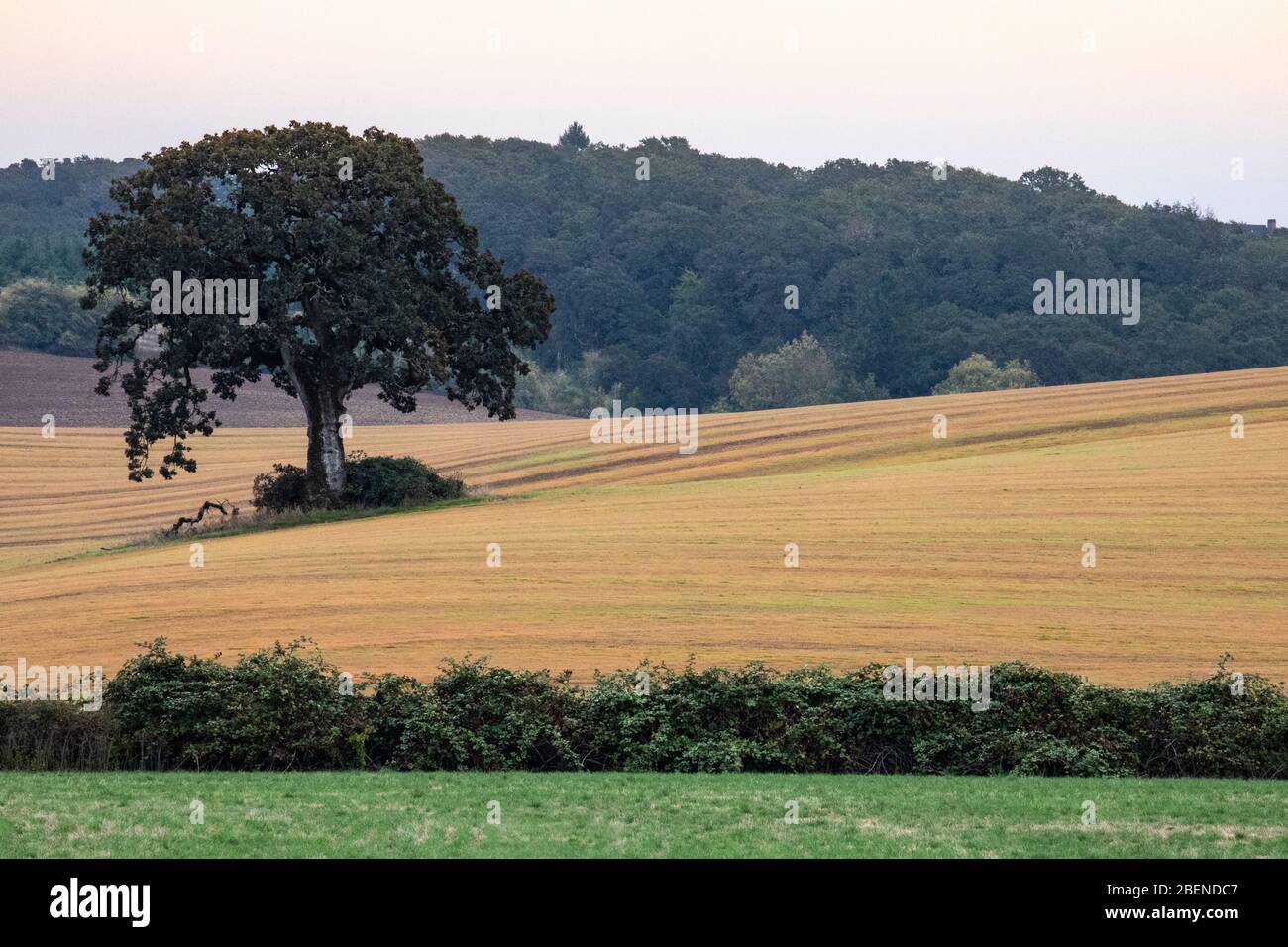 Lone tree in Oregon farm land Stock Photo - Alamy