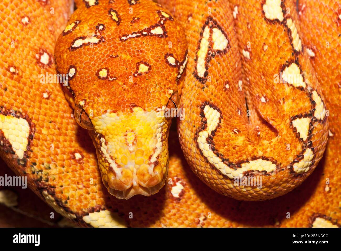 Juvenile python hi-res stock photography and images - Alamy