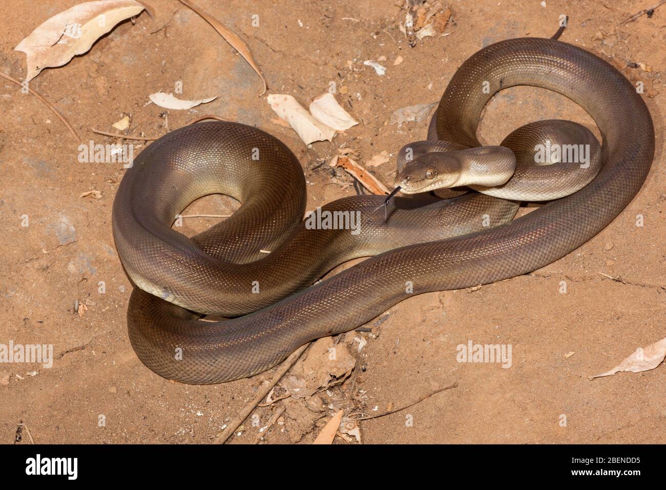 Olive Python in strike position Stock Photo - Alamy