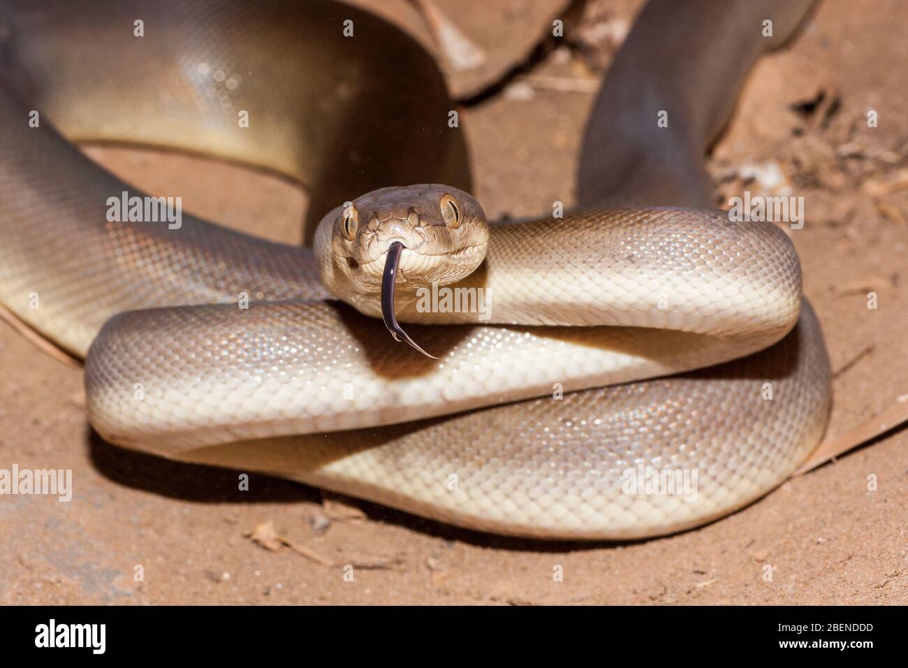 Olive Python in strike position Stock Photo - Alamy