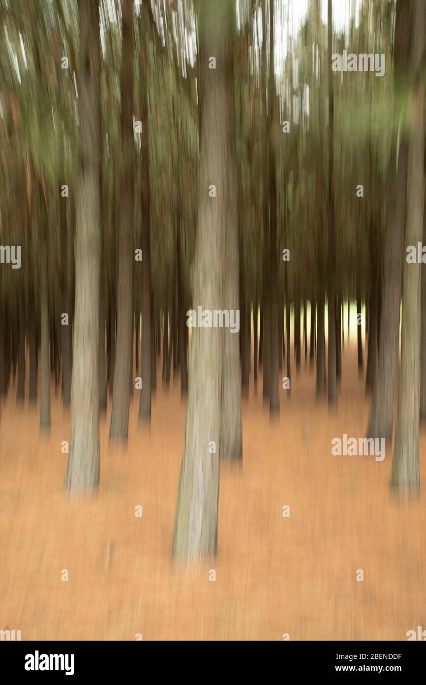 Rows of trees on an Oregon farm Stock Photo - Alamy