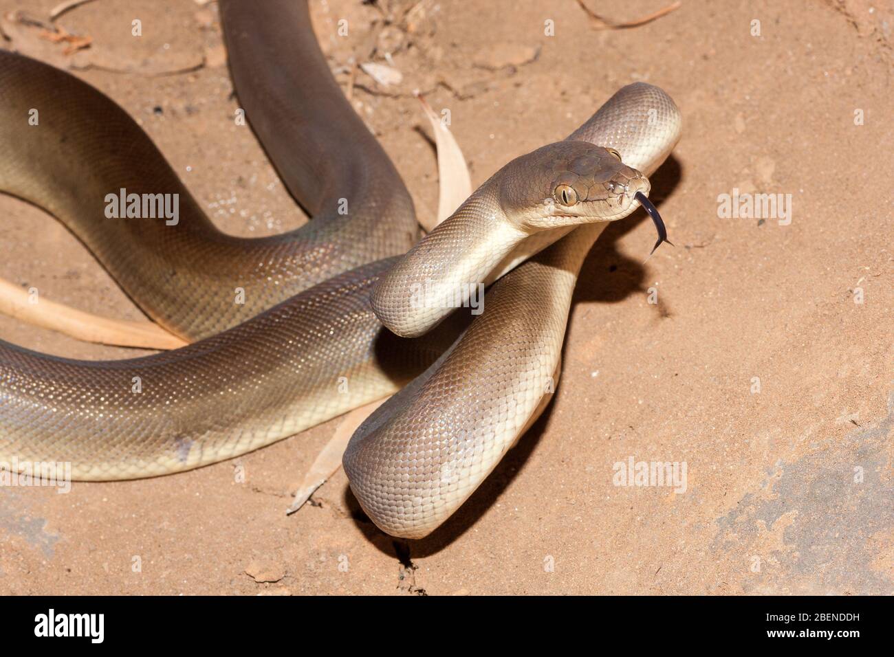 Olive Python in strike position Stock Photo - Alamy