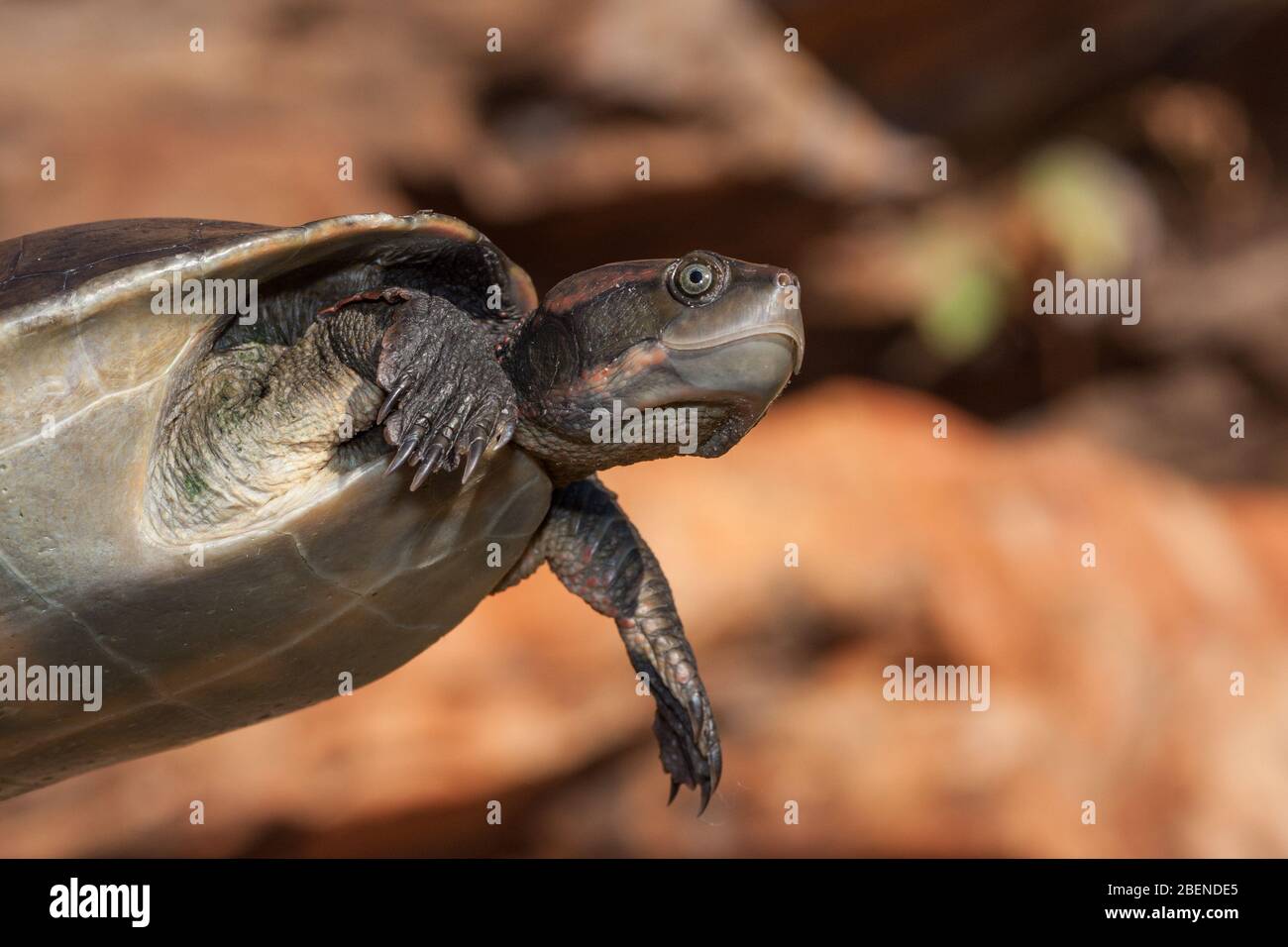 Close up of Northern Red-faced Turtle Stock Photo - Alamy