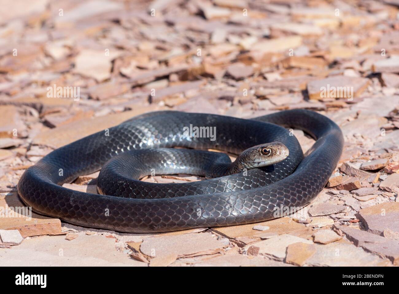 Greater Black Whip Snake Stock Photo - Alamy