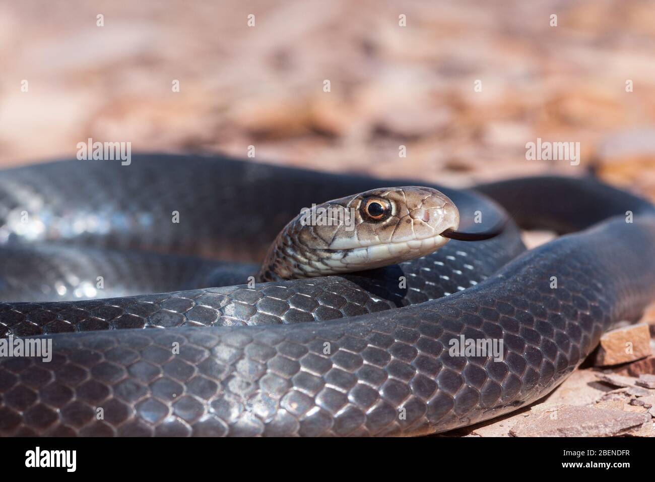 Demansia papuensis hi-res stock photography and images - Alamy