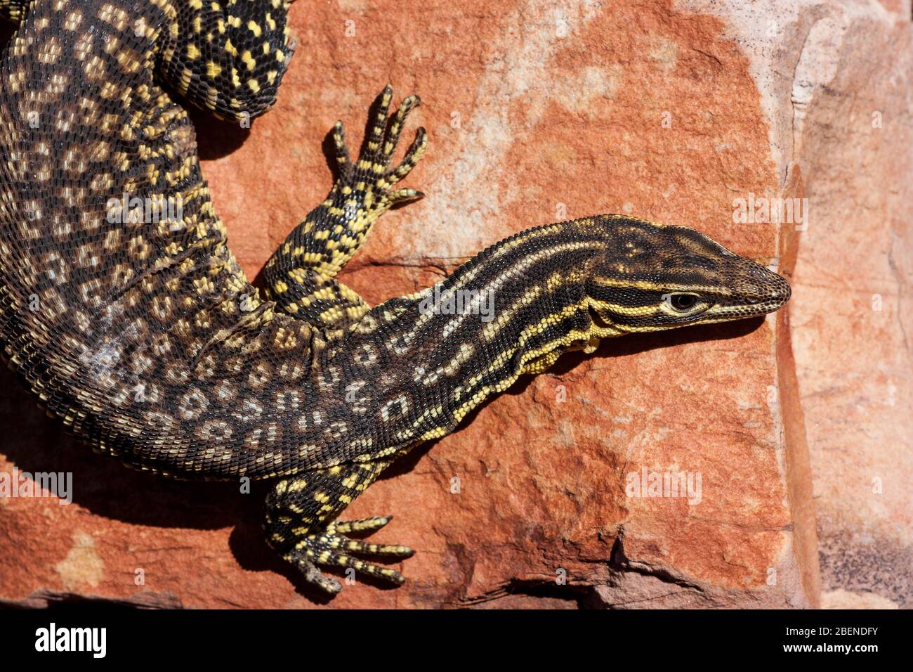 Ridge or Spiny-tailed Monitor on rock face Stock Photo - Alamy