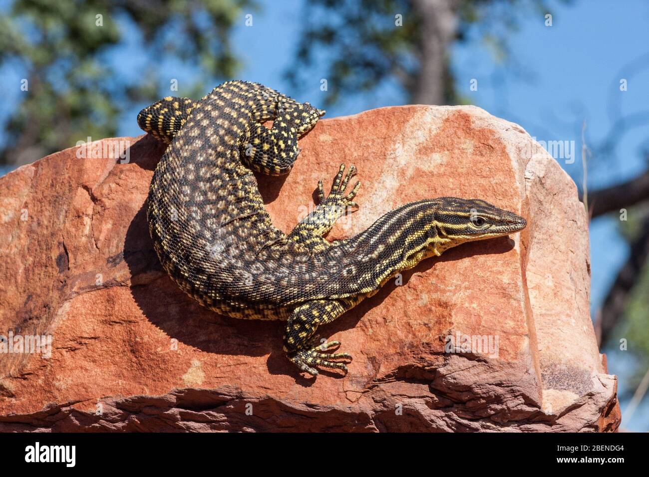Ridge or Spiny-tailed Monitor on rock face Stock Photo - Alamy