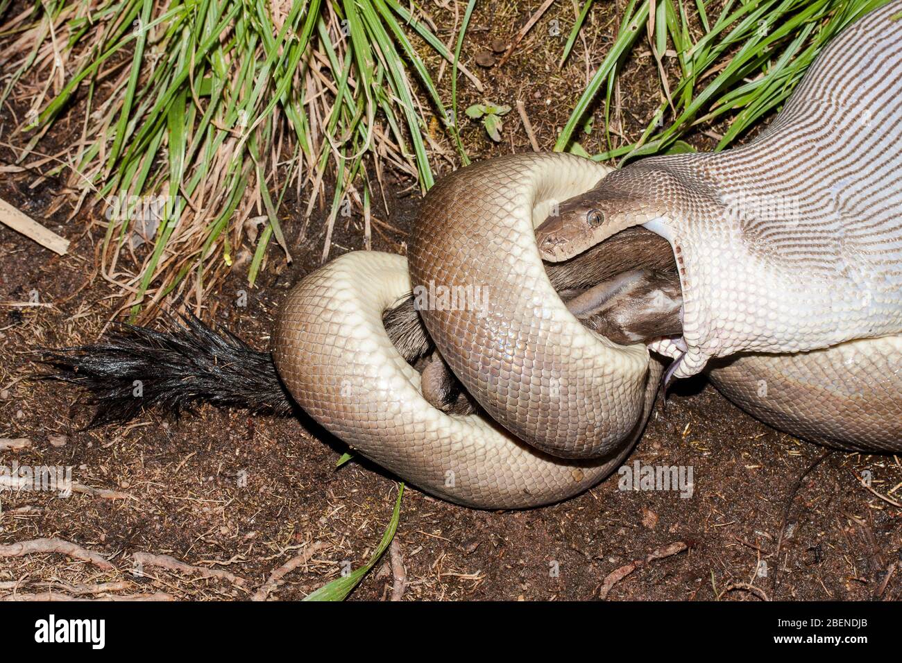 Olive python australia hi-res stock photography and images - Alamy