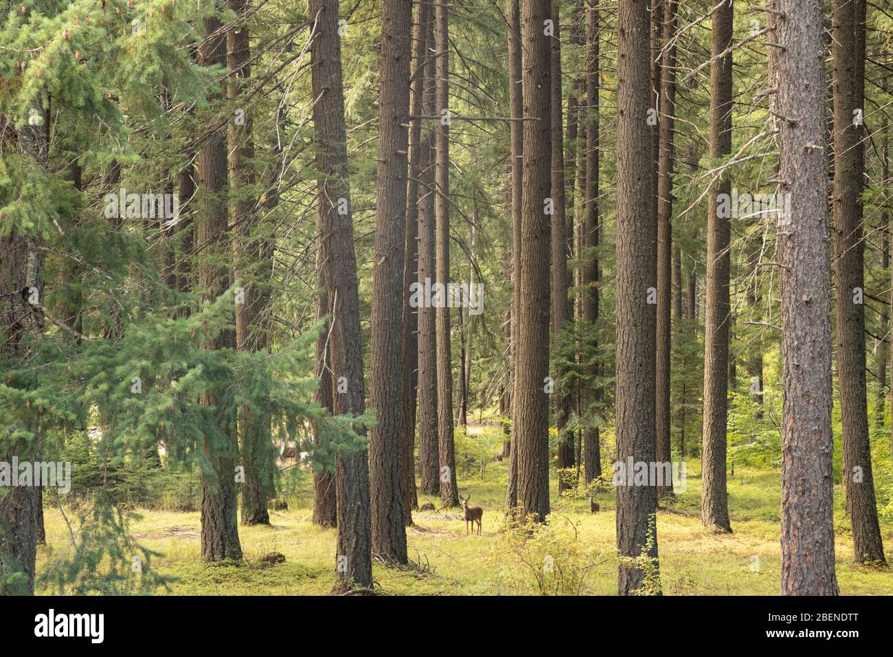 Evergreen forest of trees in autumn in Oregon Stock Photo - Alamy