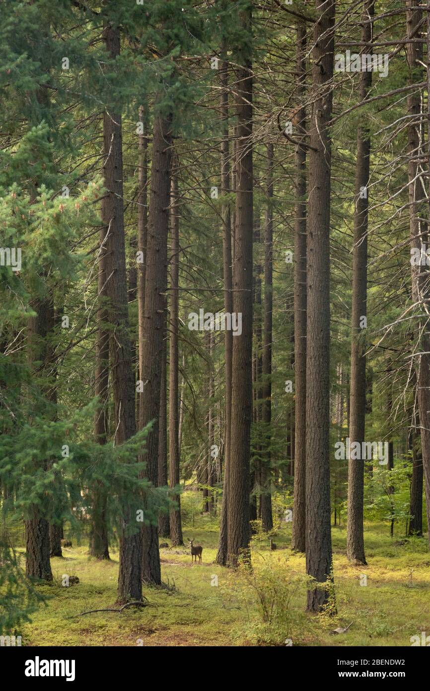 Trees evergreen row rows hi-res stock photography and images - Alamy