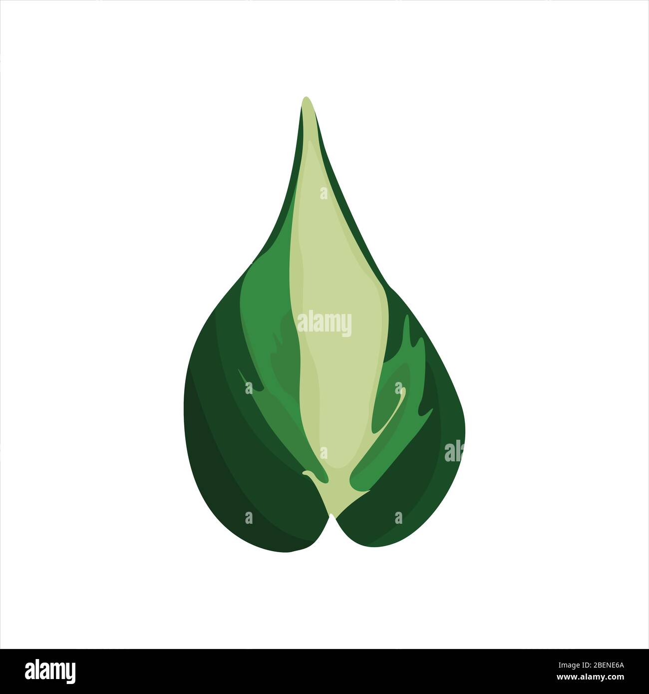 Botanical leaf clip art natural illustration Stock Vector Image & Art ...