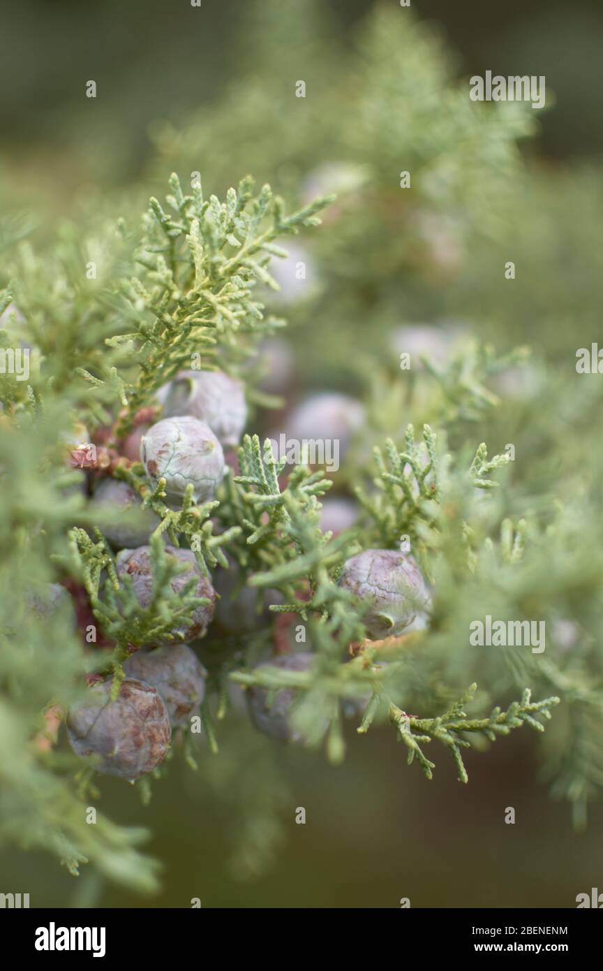 Cypress Fruit High Resolution Stock Photography and Images - Alamy