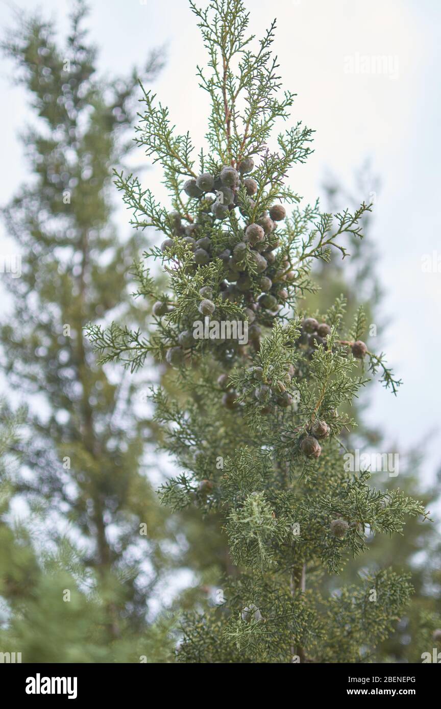 Cypress Fruit High Resolution Stock Photography and Images - Alamy