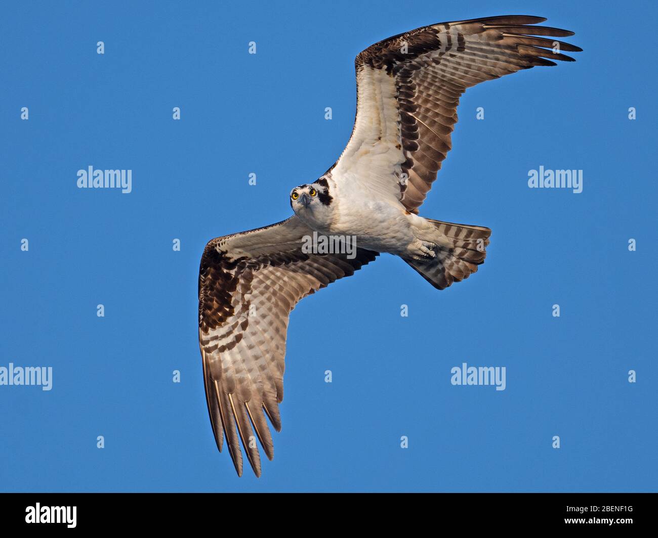 Osprey in Flight Stock Photo - Alamy