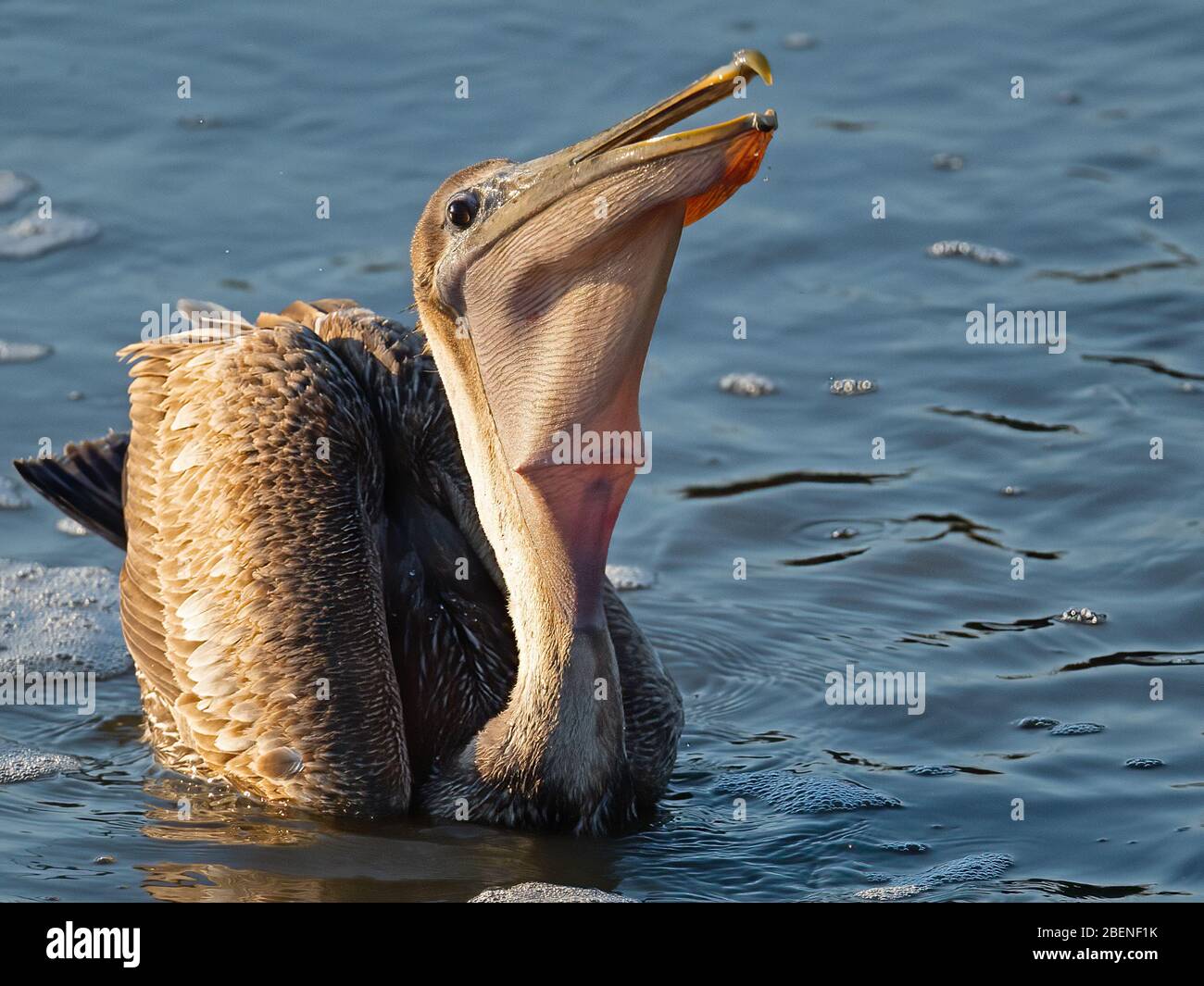 Pelican feeding hi-res stock photography and images - Alamy