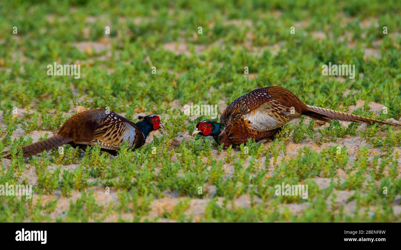 mating pheasant fight on the green field Stock Photo - Alamy