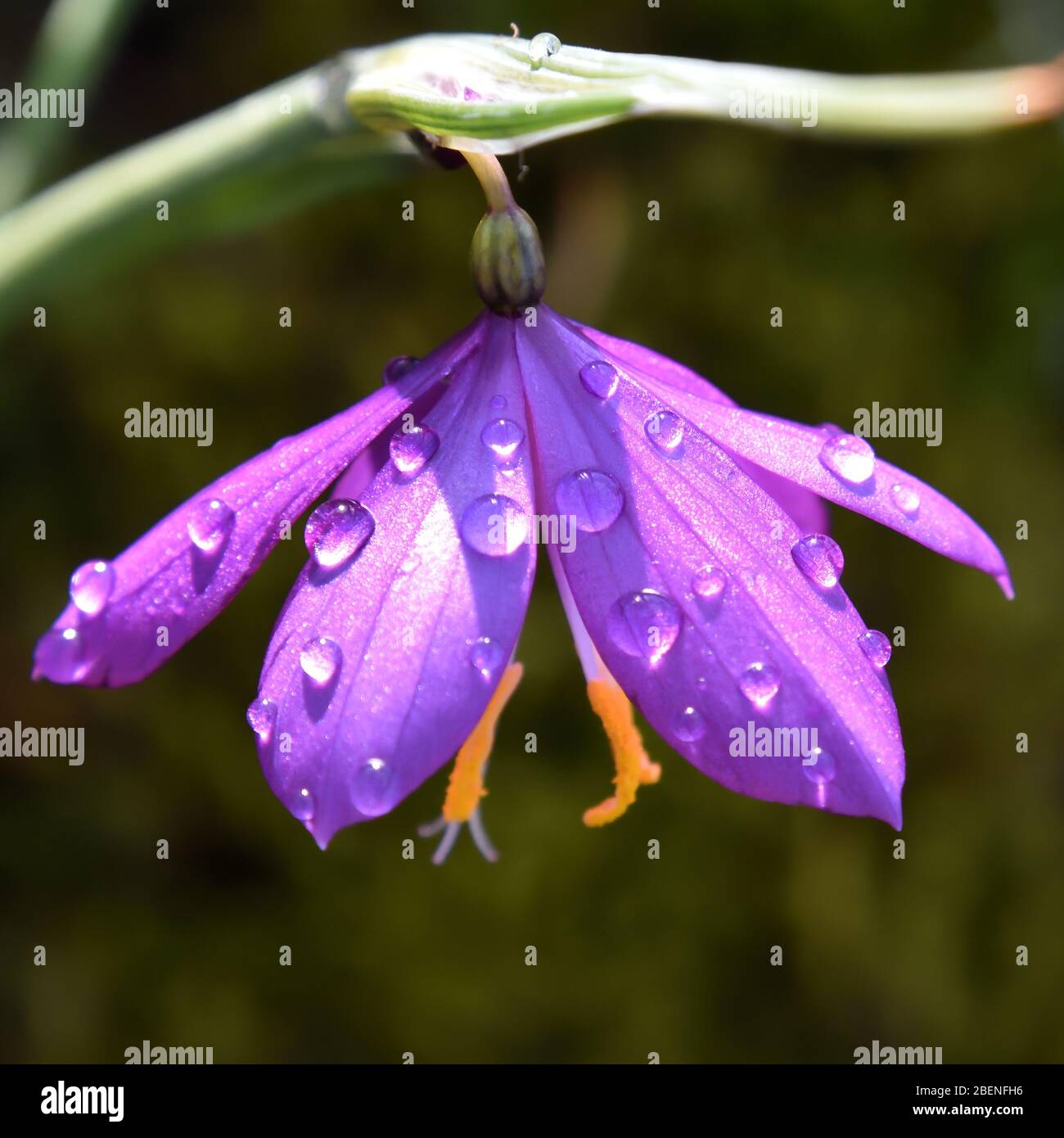 Widow flower hi-res stock photography and images - Alamy