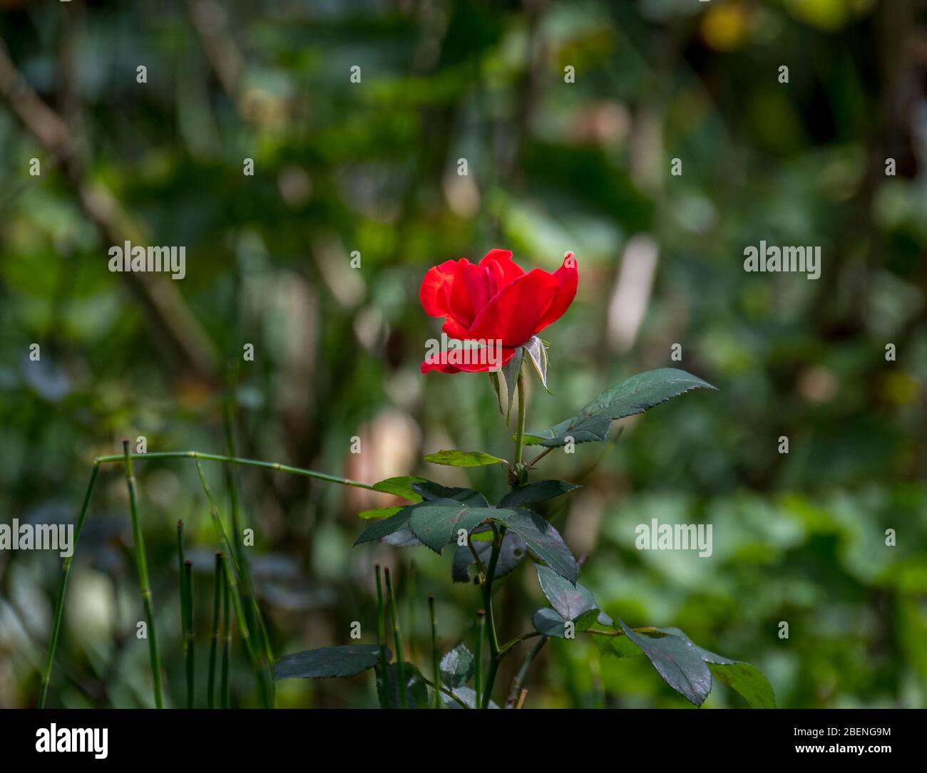 A stunning single red rose isolated on a green foliage background image ...