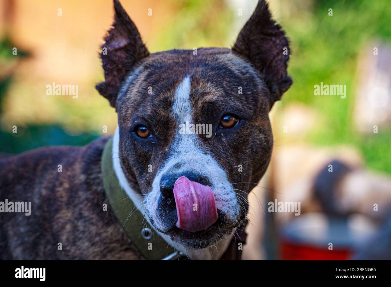 Muzzle of a large evil guard dog with large teeth close-up. The open ...