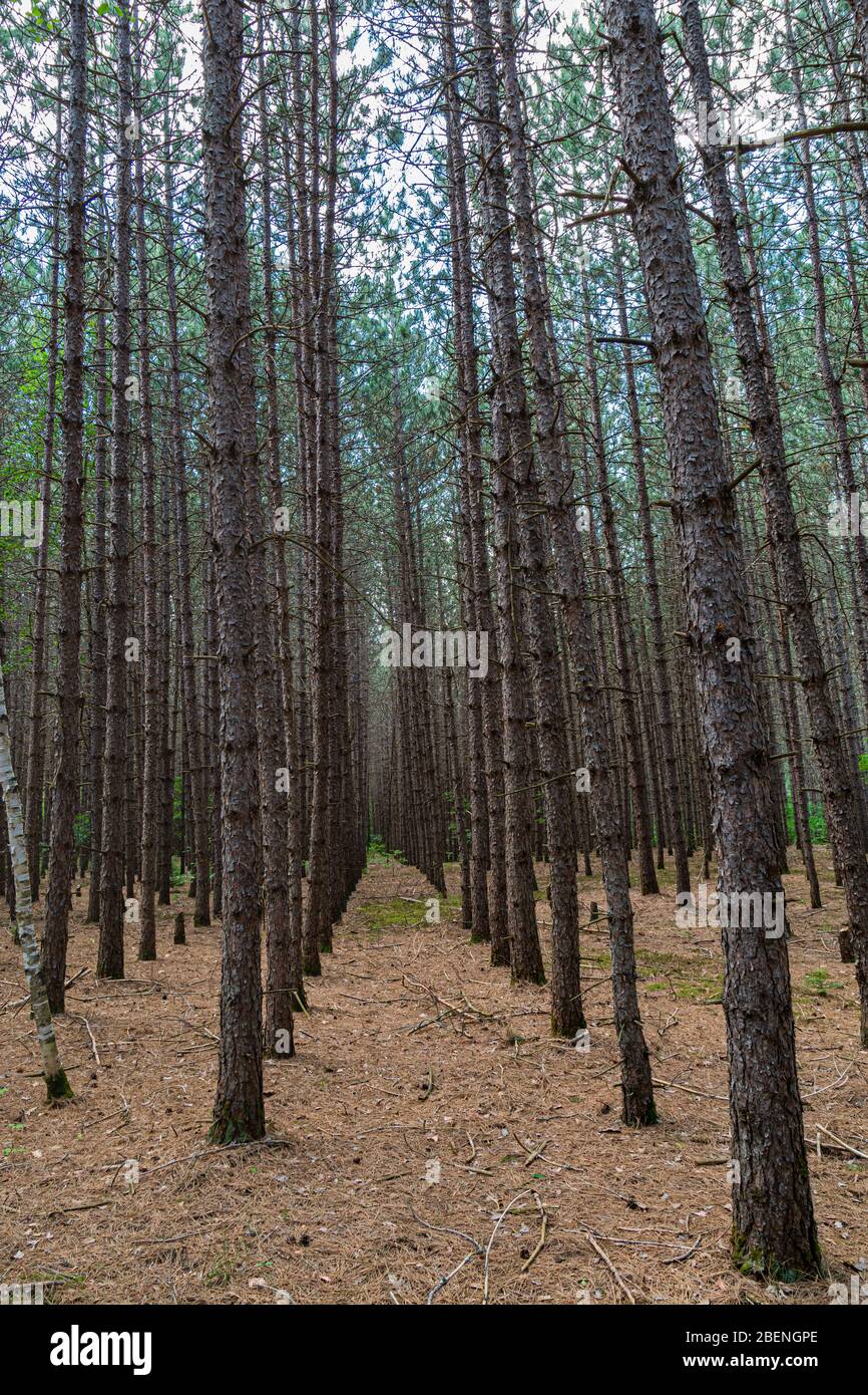 Cedars mill trail hi-res stock photography and images - Alamy