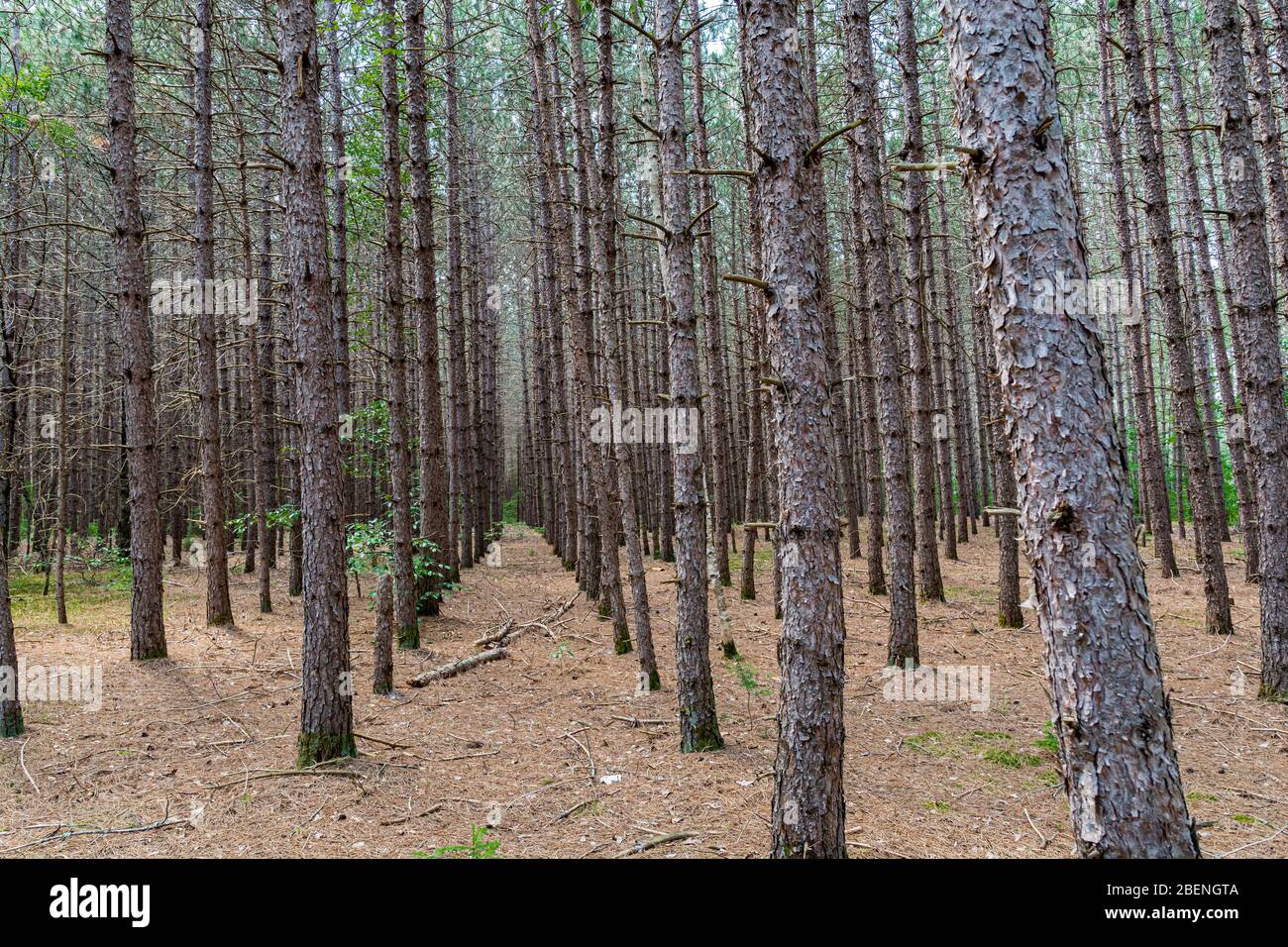 Cedars mill trail hi-res stock photography and images - Alamy