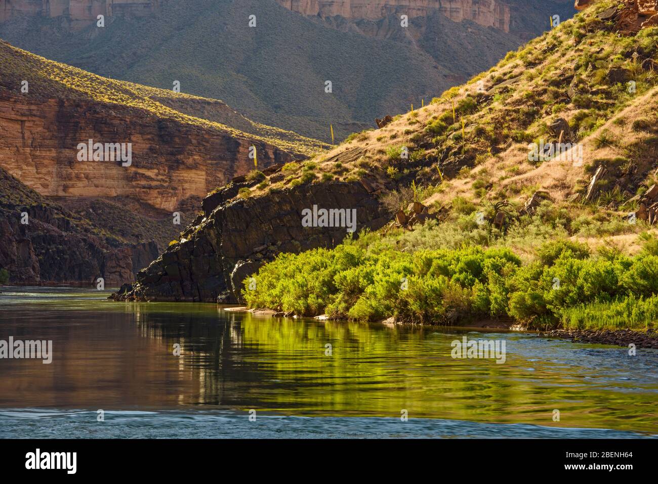 Grand Canyon cliff and riparian vegetation reflections in the Colorado ...