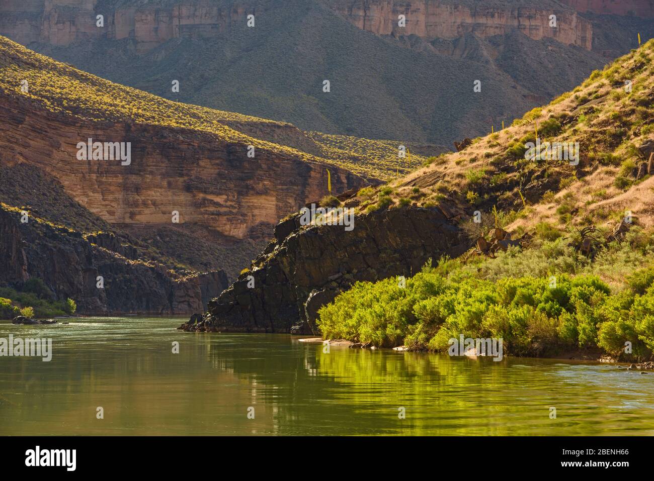 Grand Canyon cliff and riparian vegetation reflections in the Colorado ...