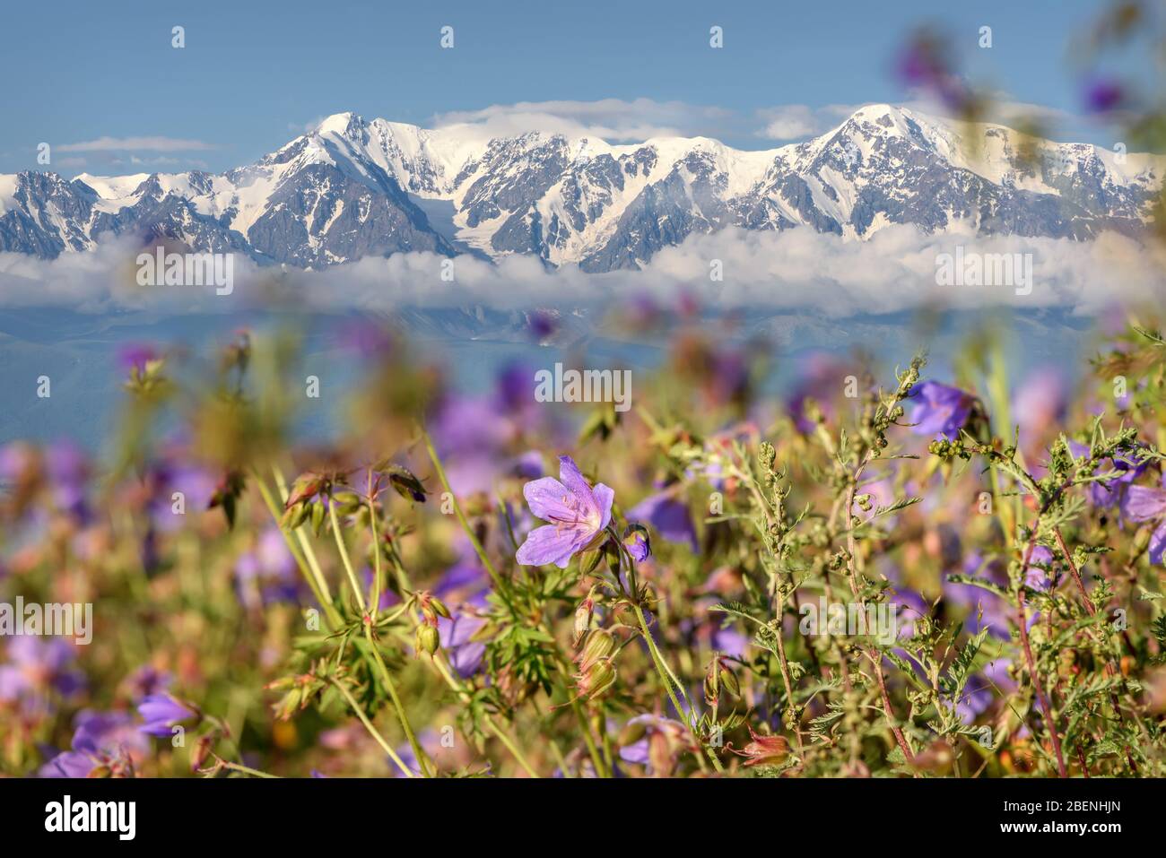 Amazing bright blue flowers of geranium (Geranium pratense) on the side ...