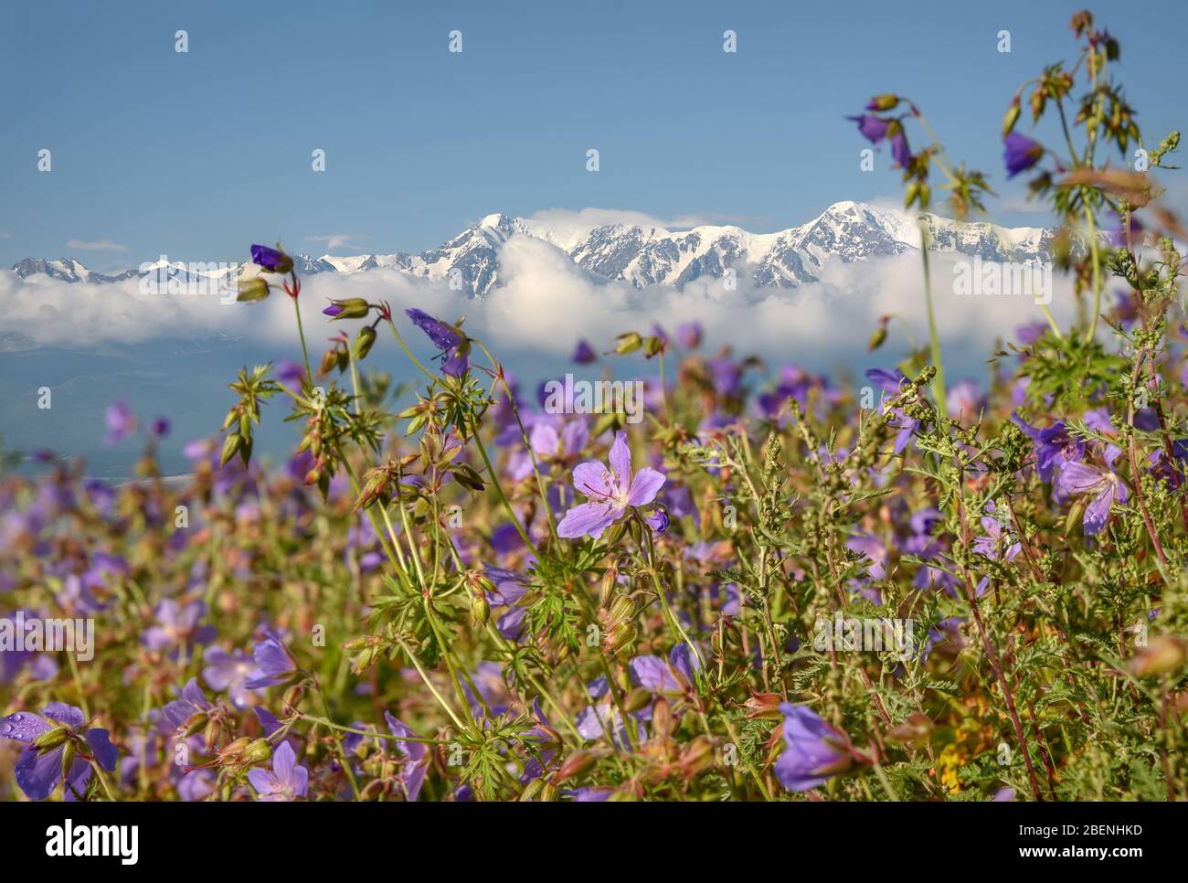 Amazing bright blue flowers of geranium (Geranium pratense) on the side ...