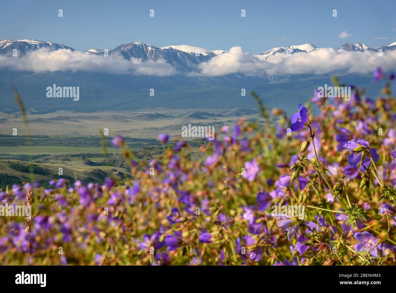 Amazing bright blue flowers of geranium (Geranium pratense) on the side ...