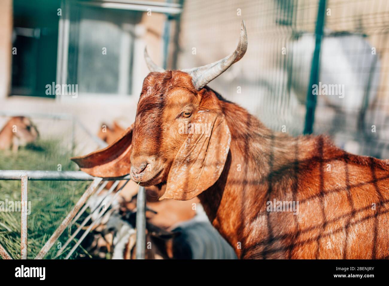 Goat with short horns, Brown goat on head and neck, Goat in the field ...