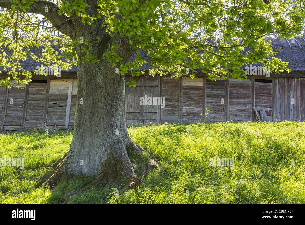 Old oak tree in the pasture at a weathered barn Stock Photo - Alamy