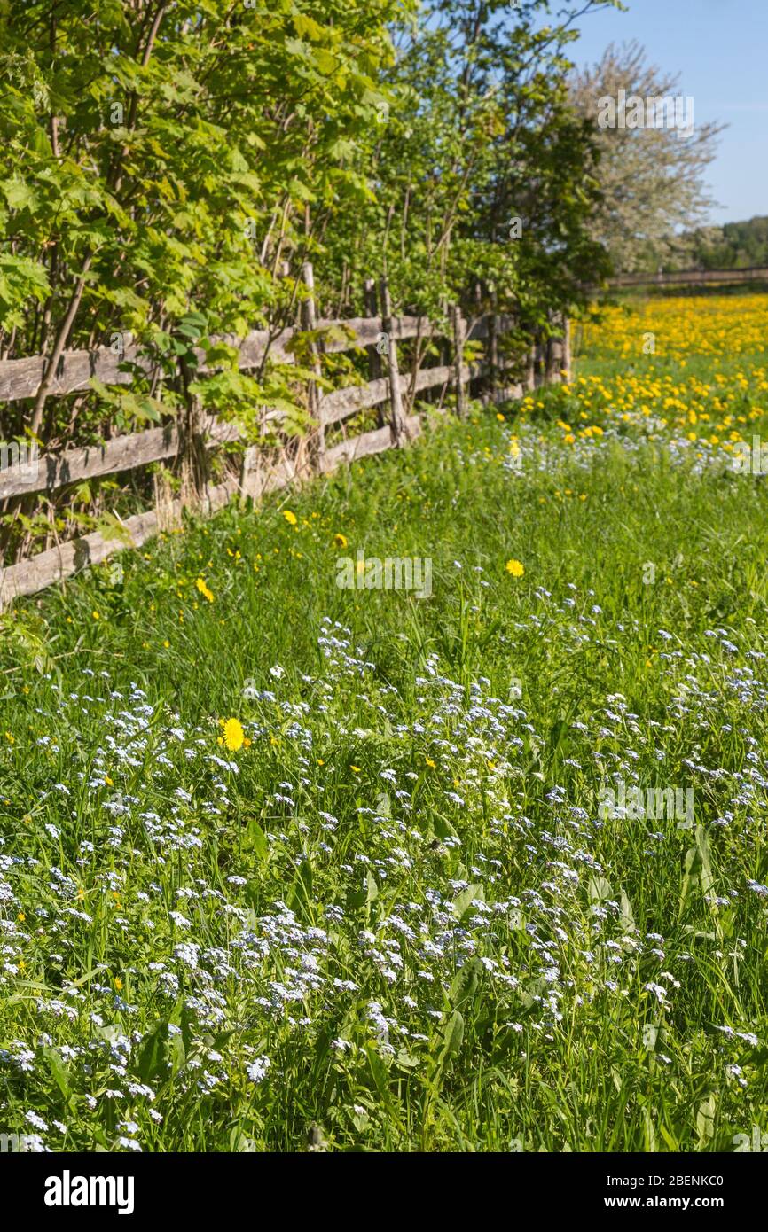 Flowering meadow with Forget me not and Dandelions Stock Photo - Alamy