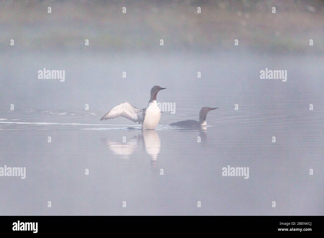 Red throated loon performing mating games in a foggy lake Stock Photo ...