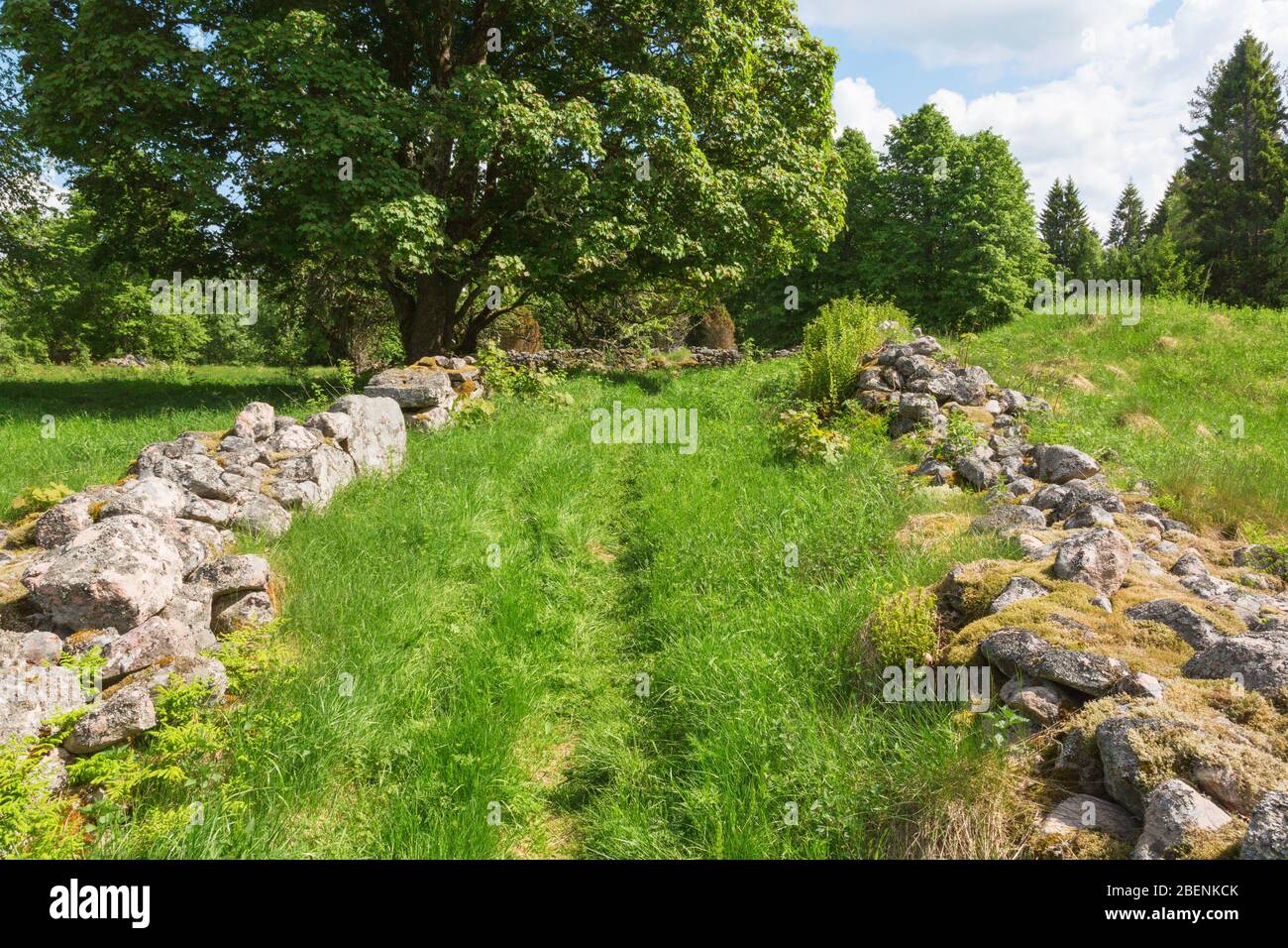 Cattle path hi-res stock photography and images - Alamy