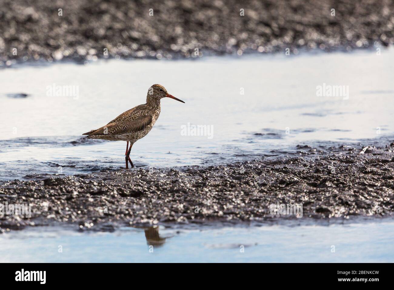 Common Redshank on the shore Stock Photo - Alamy