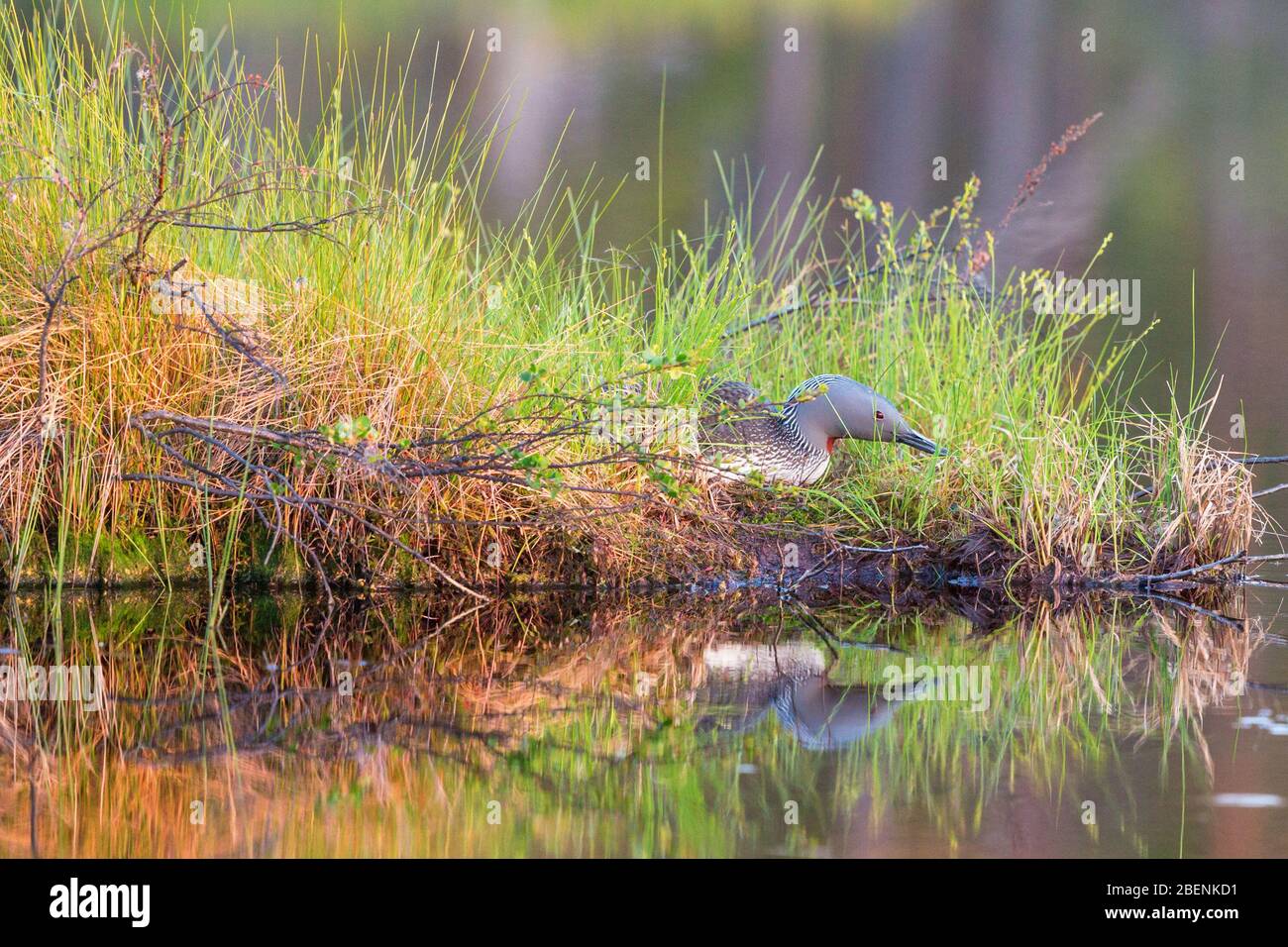 Brooding bird hi-res stock photography and images - Alamy