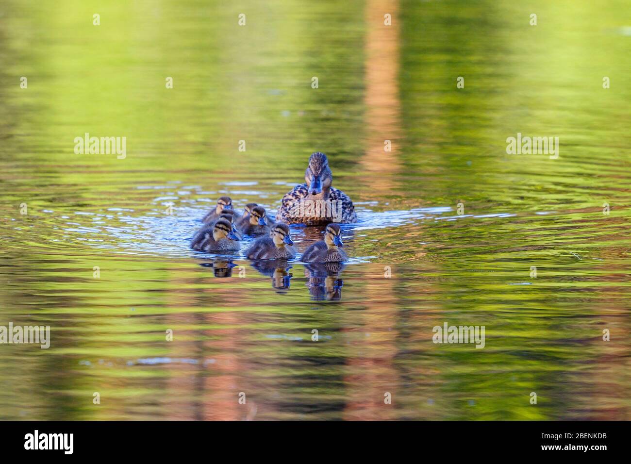 Newborn ducklings with their mother Stock Photo - Alamy