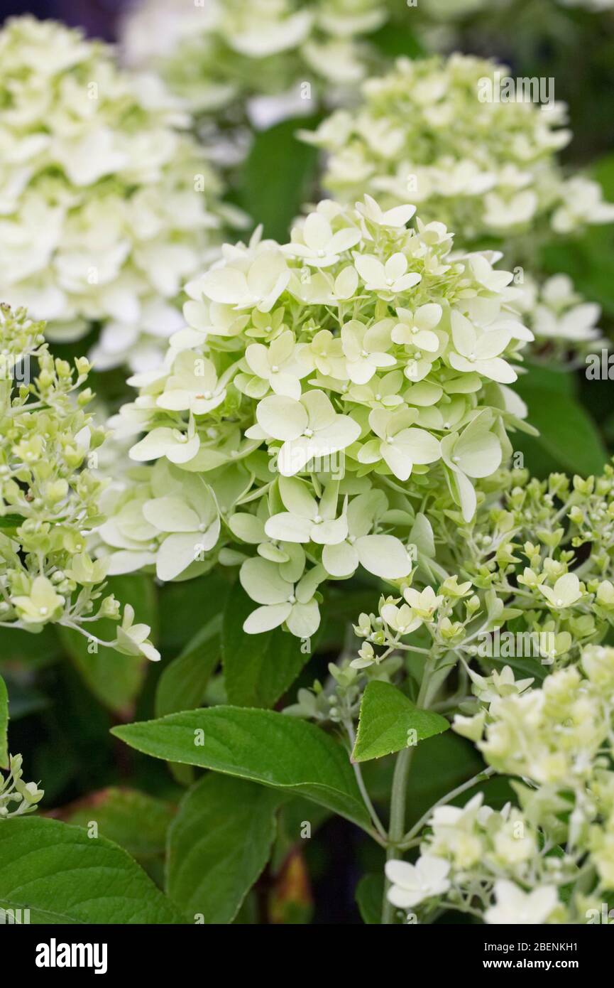 Hydrangea paniculata 'Magical Candle' flowers Stock Photo - Alamy