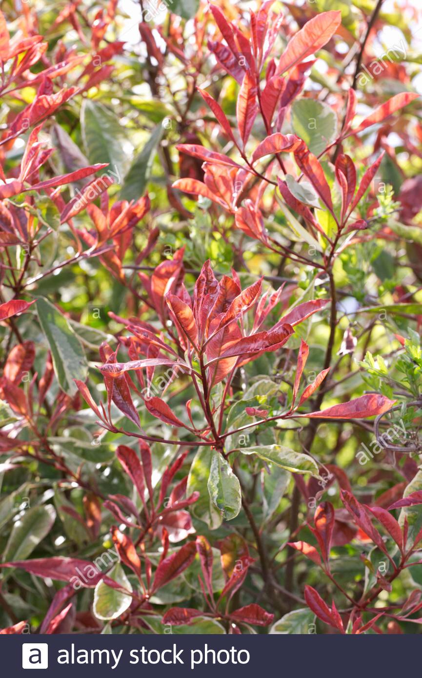 Photinia Red Robin Shrub High Resolution Stock Photography and Images ...