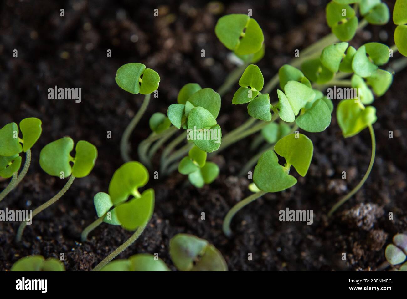 Young basil sprout grow hi-res stock photography and images - Alamy