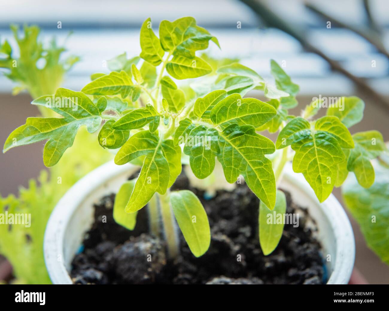 Sprouts grow window hi-res stock photography and images - Alamy