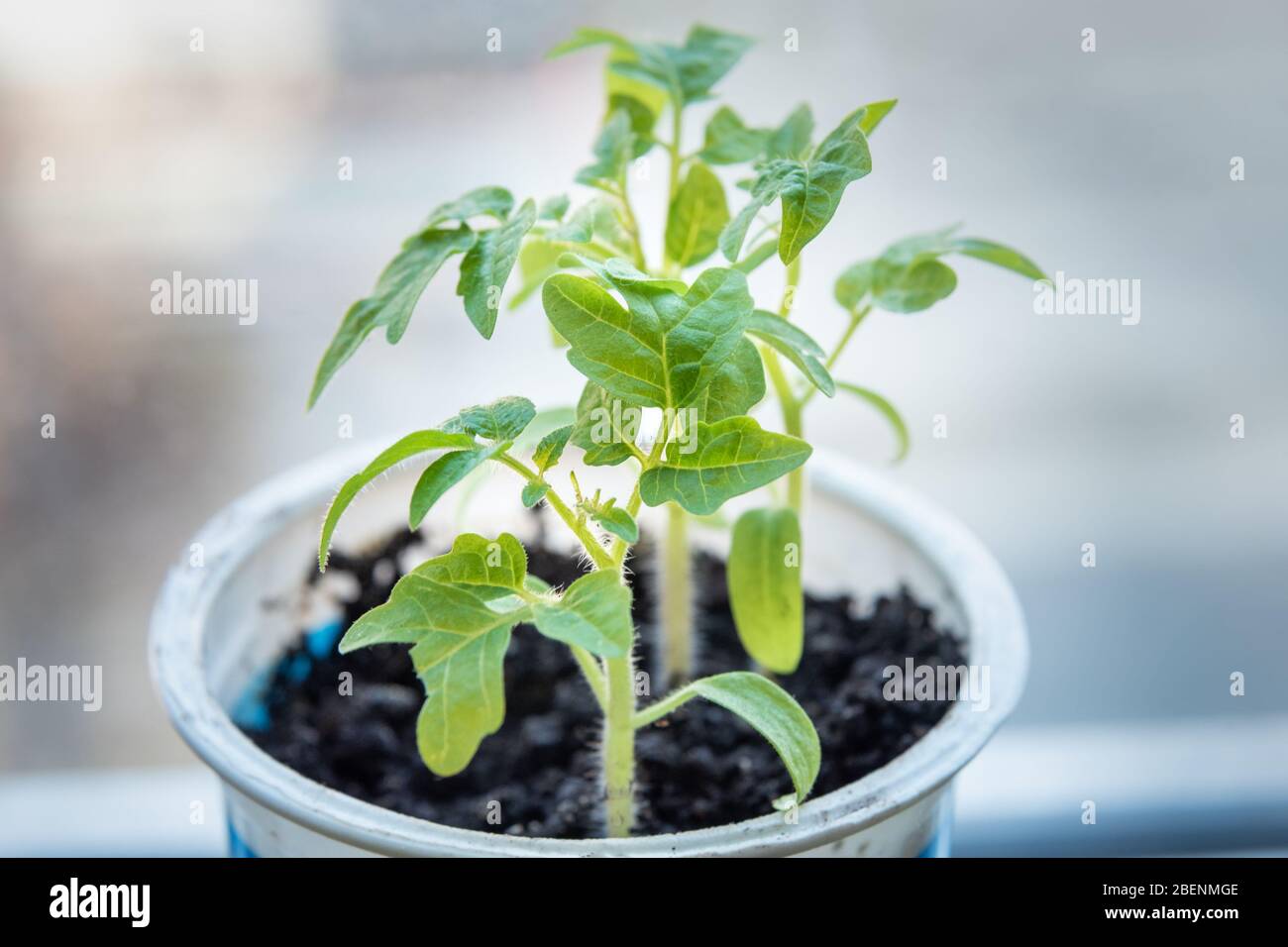 Sprouts grow window hi-res stock photography and images - Alamy
