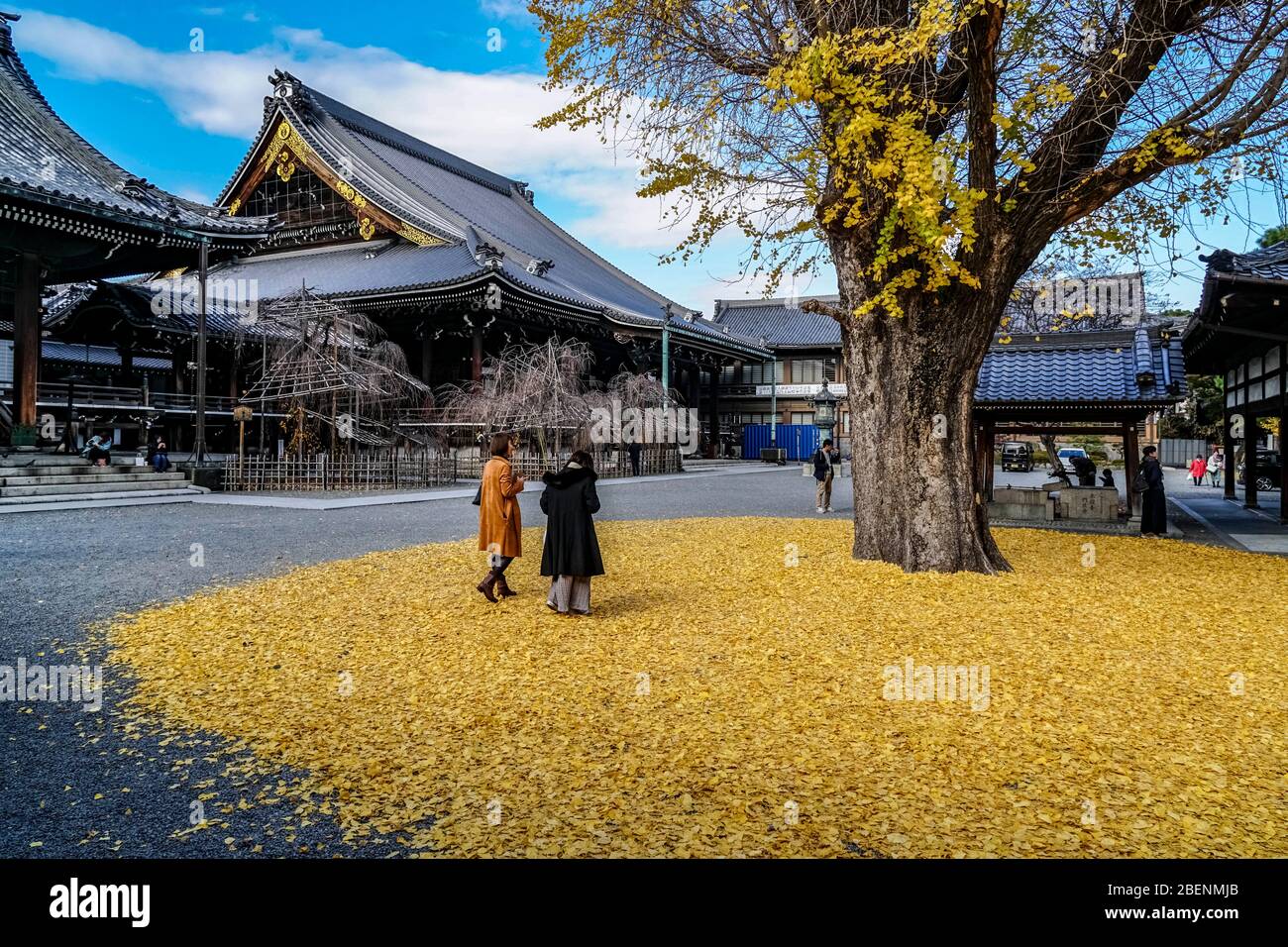 Two young Japanese women enjoying Gigant Icho (Ginko biloba) tree's ...