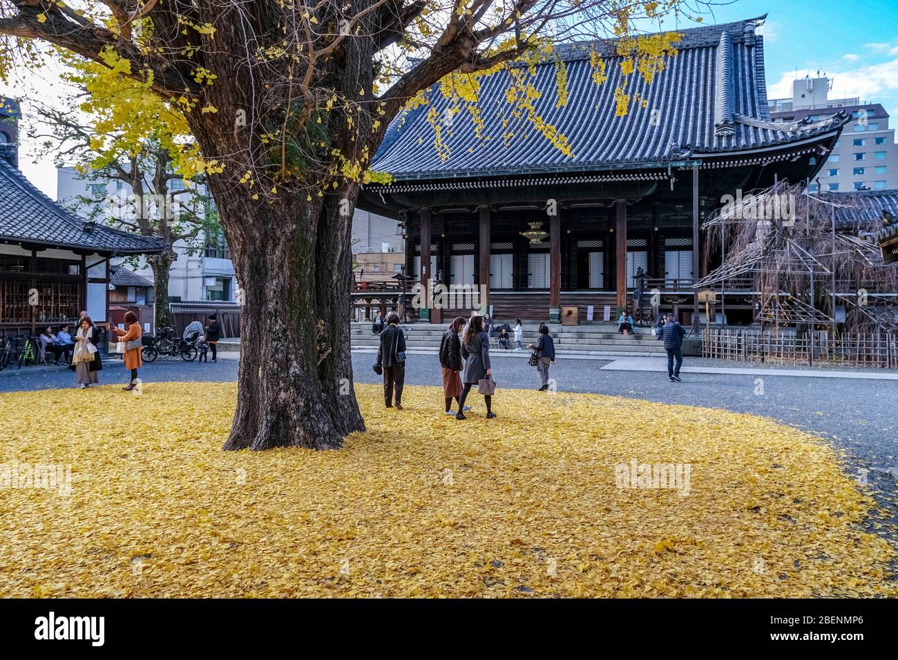 Japanese people enjoying Gigant Icho (Ginko biloba) tree's yellow ...