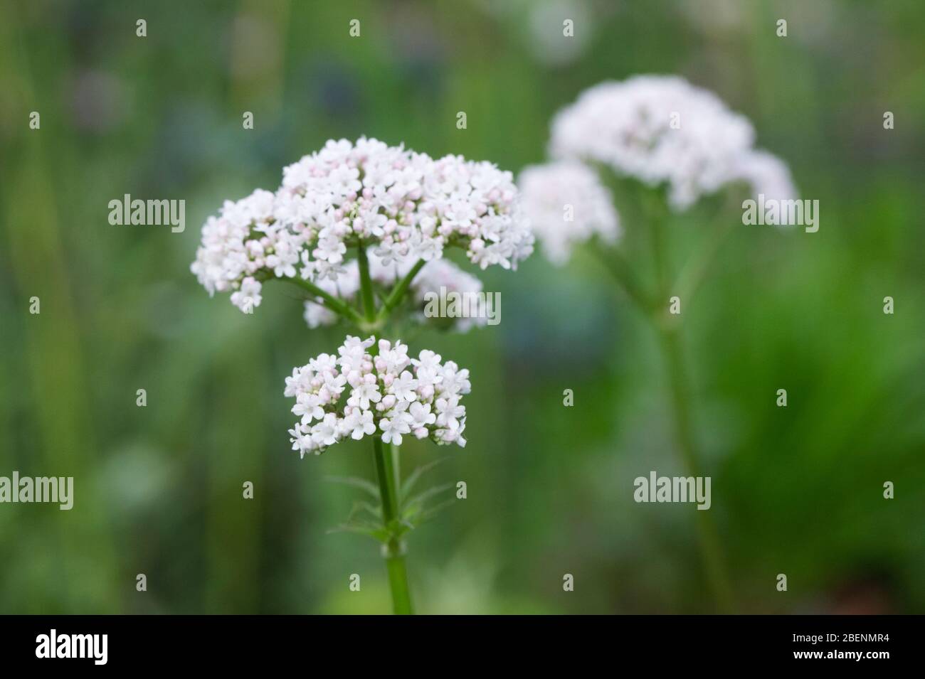 Valerian herb hi-res stock photography and images - Alamy