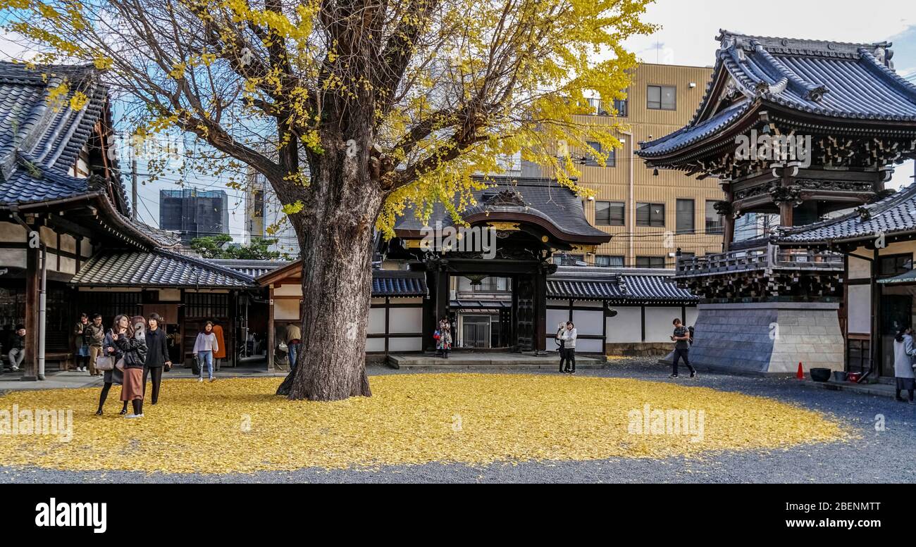 Japanese people enjoying Gigant Icho (Ginko biloba) tree's yellow ...