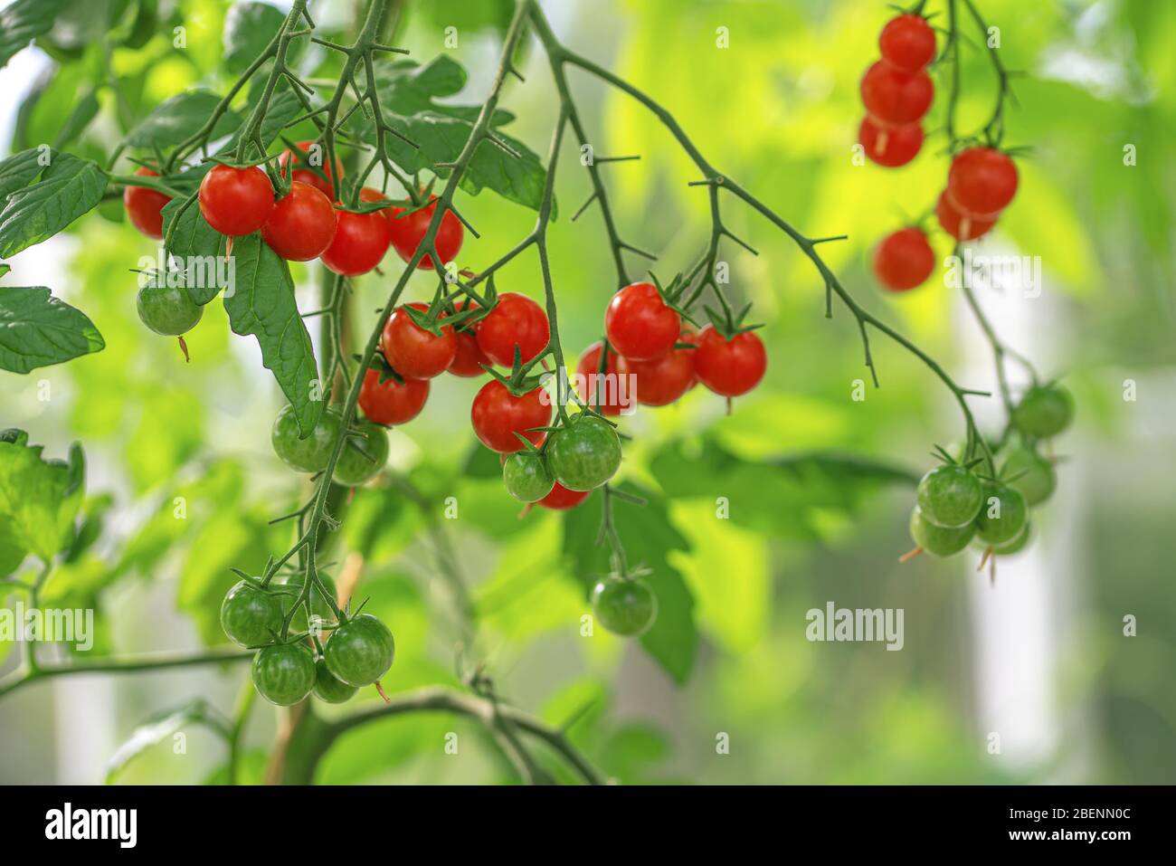 Red round ripe Cherry tomatoes in a small farm garden Stock Photo - Alamy