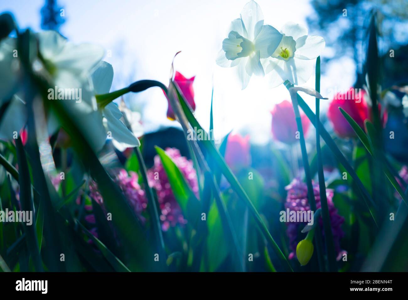 Flowers in a low and high angle position with light beams and back ...